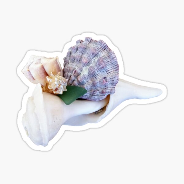 "Shell Arrangement with three different types of shells and sea glass ...