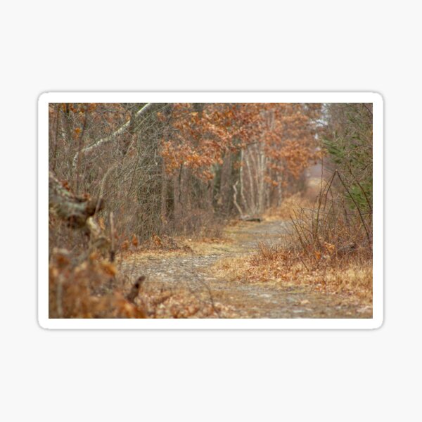 "Forest Pathway" Sticker for Sale by jbritten | Redbubble