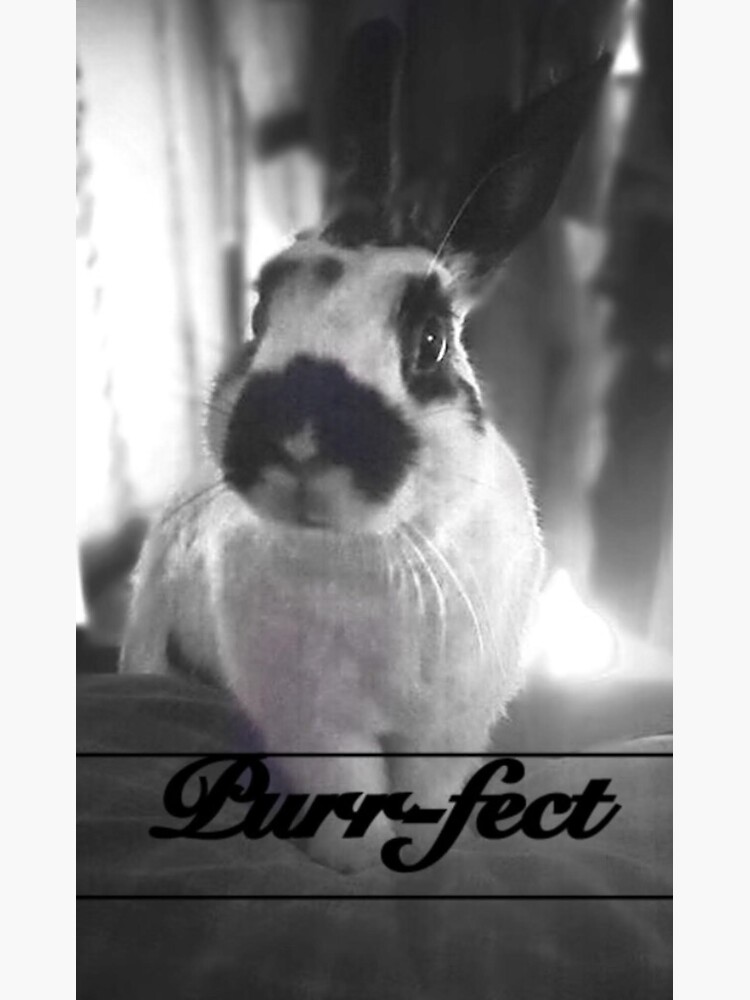 "Pure Purr-fection Poppy" Sticker for Sale by Rabbitxandria | Redbubble
