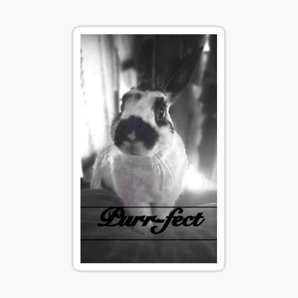 "Pure Purr-fection Poppy" Sticker for Sale by Rabbitxandria | Redbubble