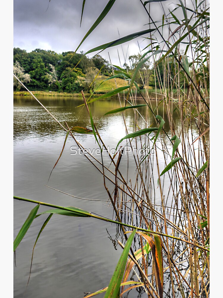 "Reeds" Sticker for Sale by SteveHoltPhoto | Redbubble