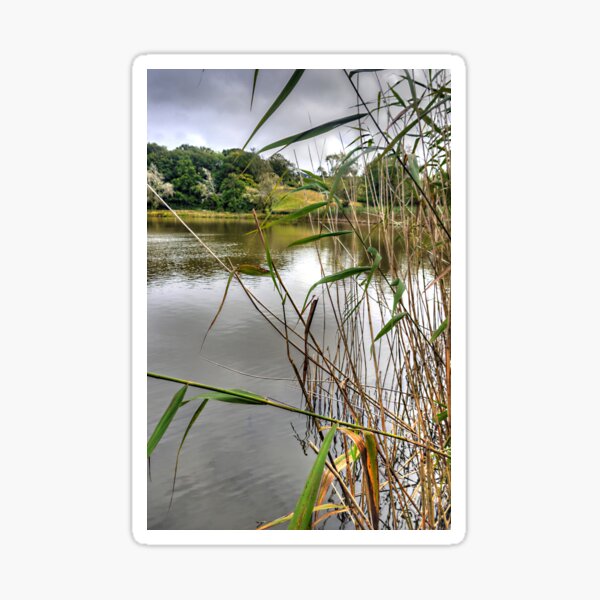 "Reeds" Sticker for Sale by SteveHoltPhoto | Redbubble
