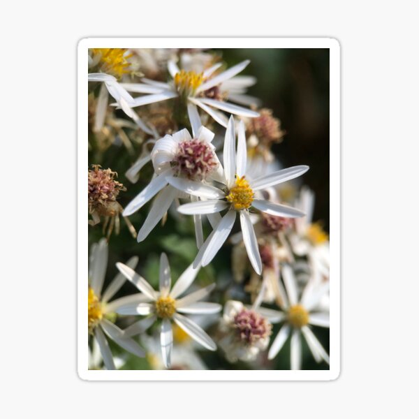 "White wood aster" Sticker for Sale by Barbitastic | Redbubble