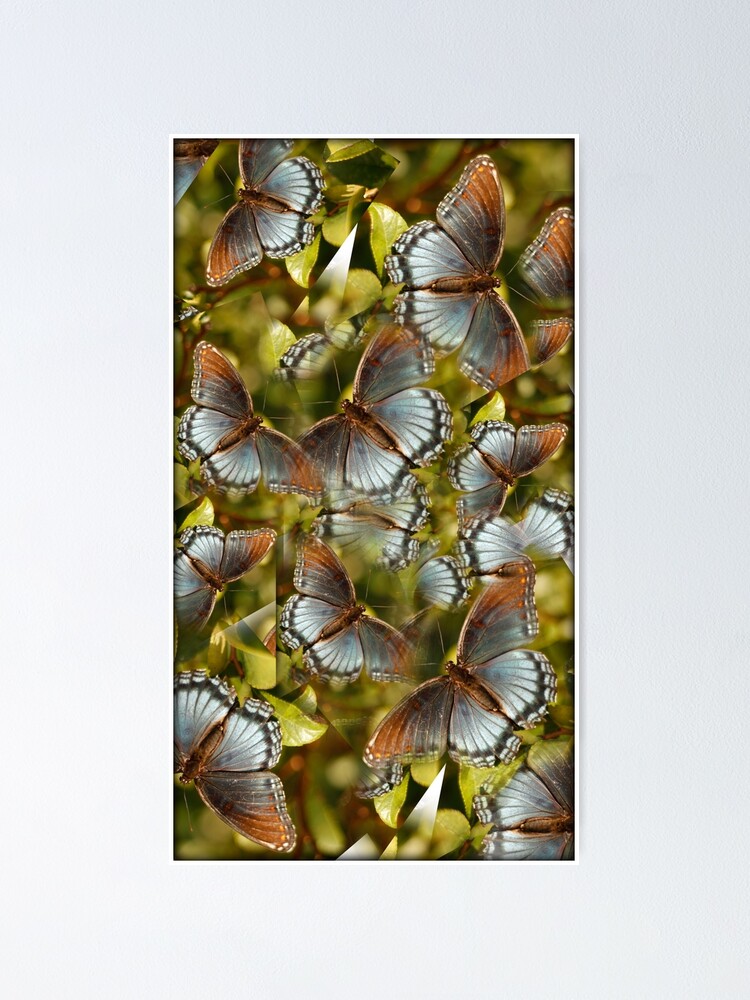 "Flutter Fly " Poster for Sale by tambone1792 | Redbubble