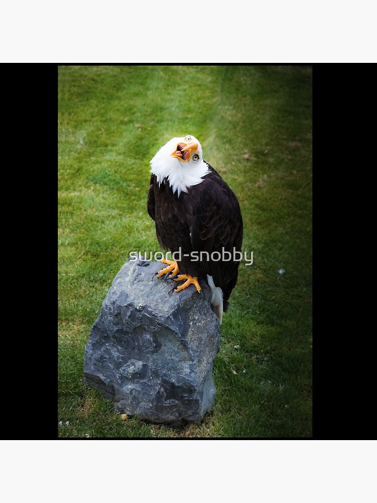 "Crazy bald eagle with a funny and goofy expression" Photographic Print ...