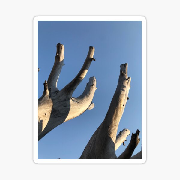 "Dead tree " Sticker for Sale by designsfordayss | Redbubble