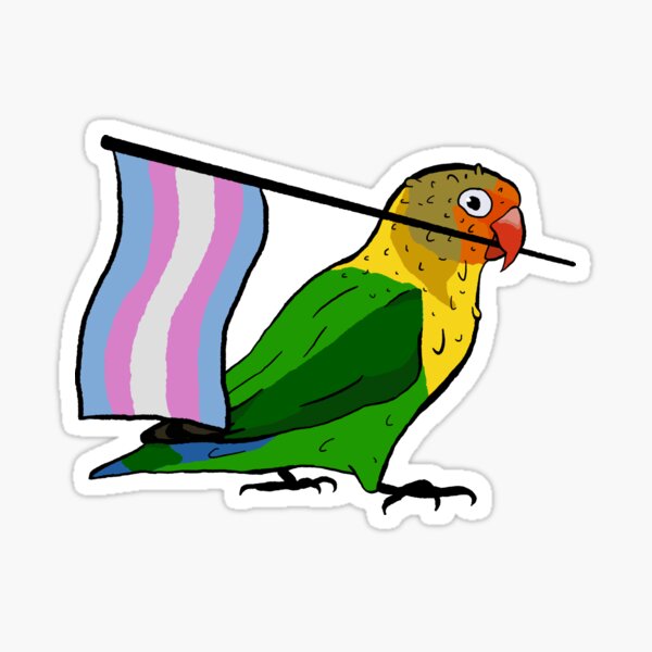 "Pride parrots - trans lovebird" Sticker for Sale by RossMakesArt ...
