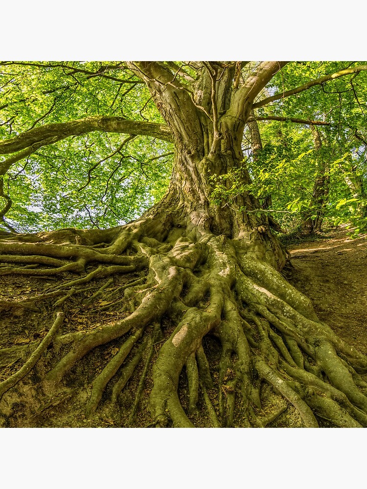 "Tree with Roots" Poster by NaturalBlends | Redbubble