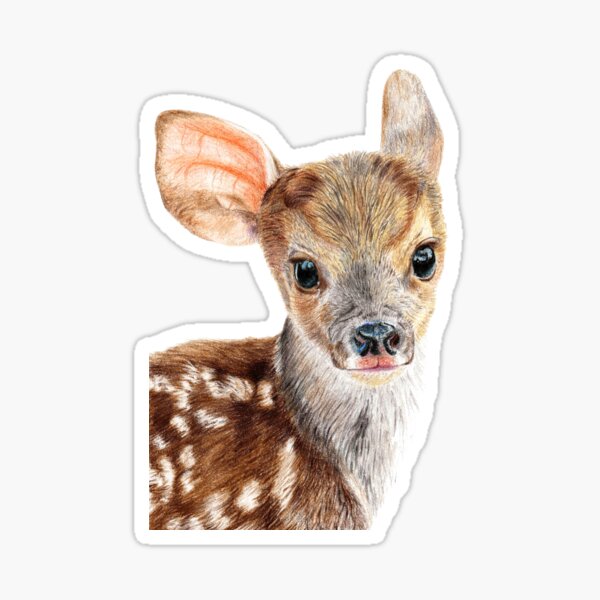"Cute Baby Deer/ Fawn" Sticker for Sale by SarahsArt1 | Redbubble