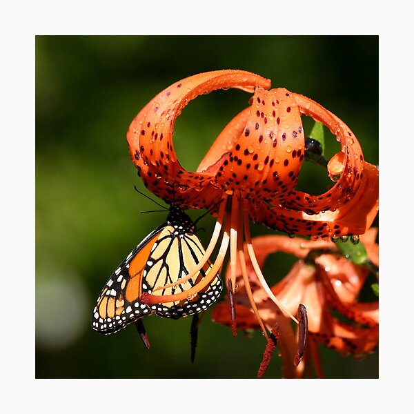 "Monarch & Lily" Photographic Print for Sale by IMAGESDEZIGNS | Redbubble