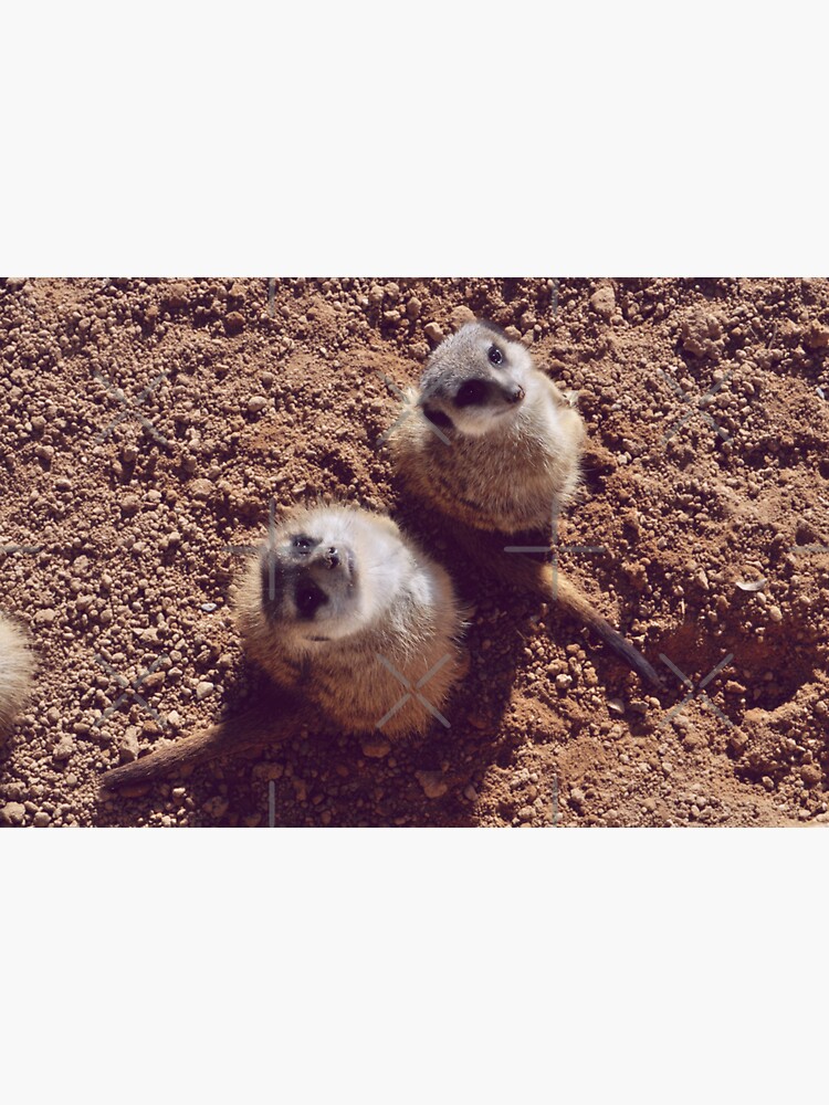 "Meerkat Hi // African Animal, Fluffy Smile, Happy Suricate" Sticker ...