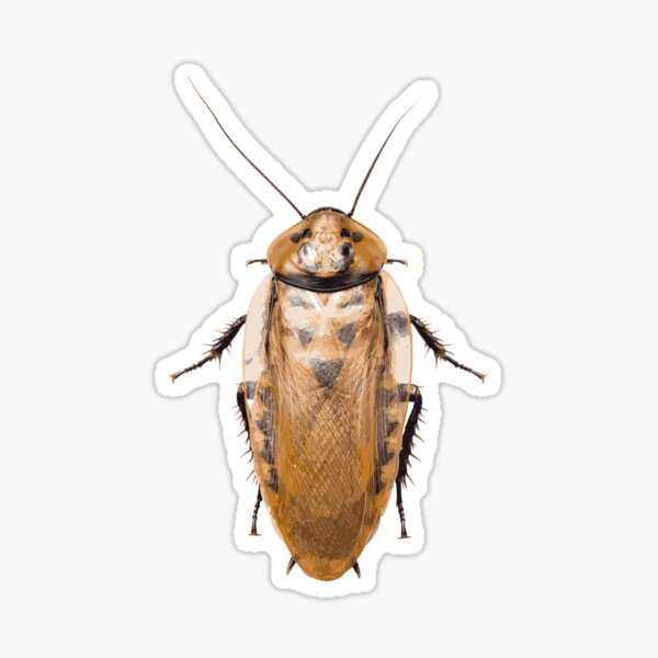 "Cave Roach" Sticker for Sale by THEWILDMARTIN | Redbubble