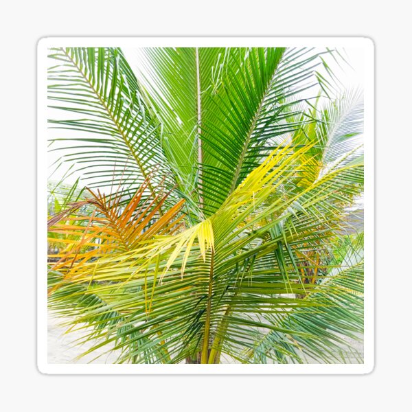 "Colorful Tropical Coconut Tree" Sticker for Sale by LordanJ | Redbubble