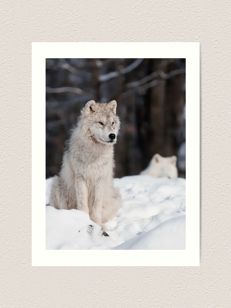 "Arctic Wolf Pup" Art Print by WolvesOnly | Redbubble