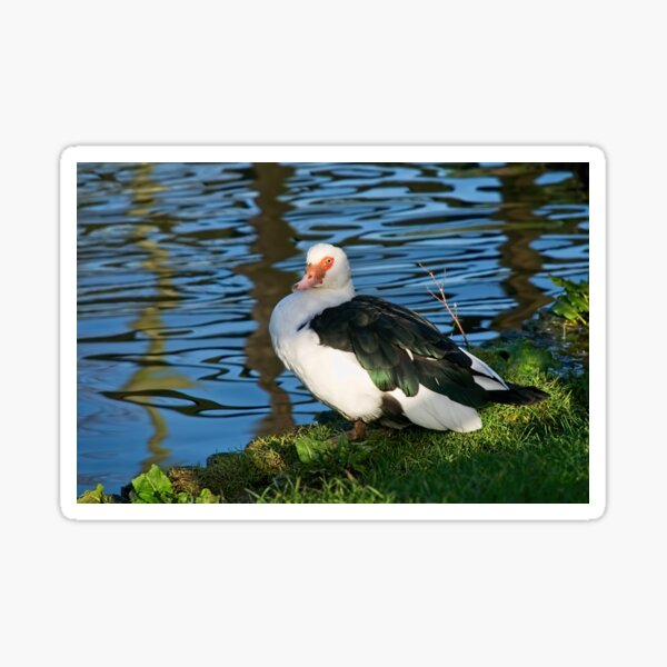 "Muscovy Duck " Sticker for Sale by Siska | Redbubble