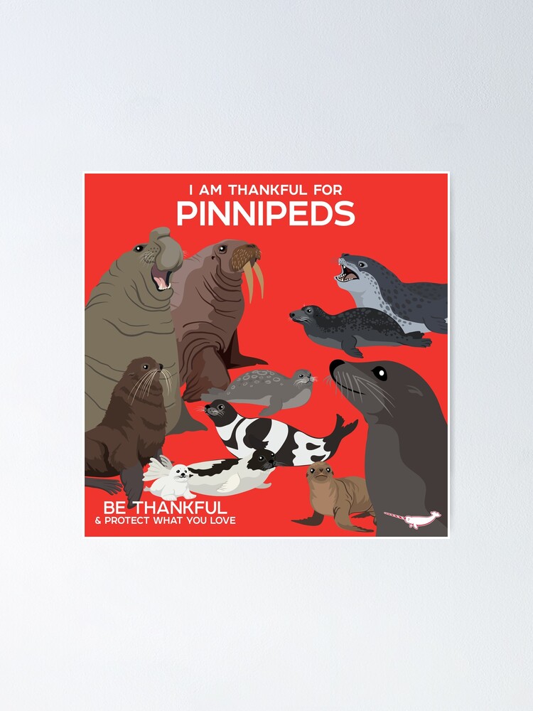 "I Am Thankful For Pinnipeds" Poster for Sale by PepomintNarwhal ...