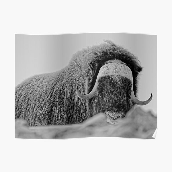 "Musk Ox" Poster for Sale by AWanderingMind | Redbubble