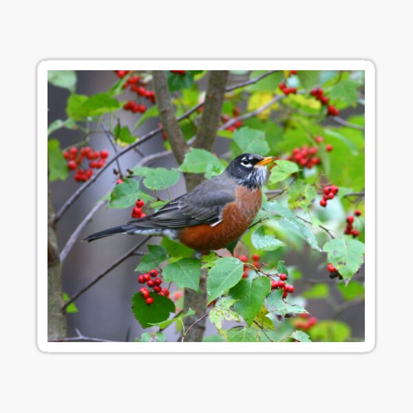 "Robin" Sticker for Sale by egdc211 | Redbubble