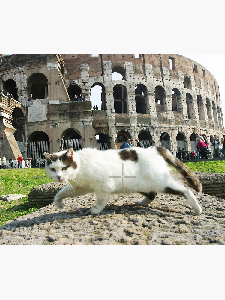 "Romeo the cat of the Colosseum" Poster by photorago | Redbubble
