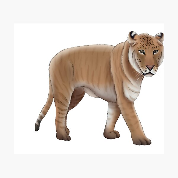 Tigon Gifts & Merchandise | Redbubble