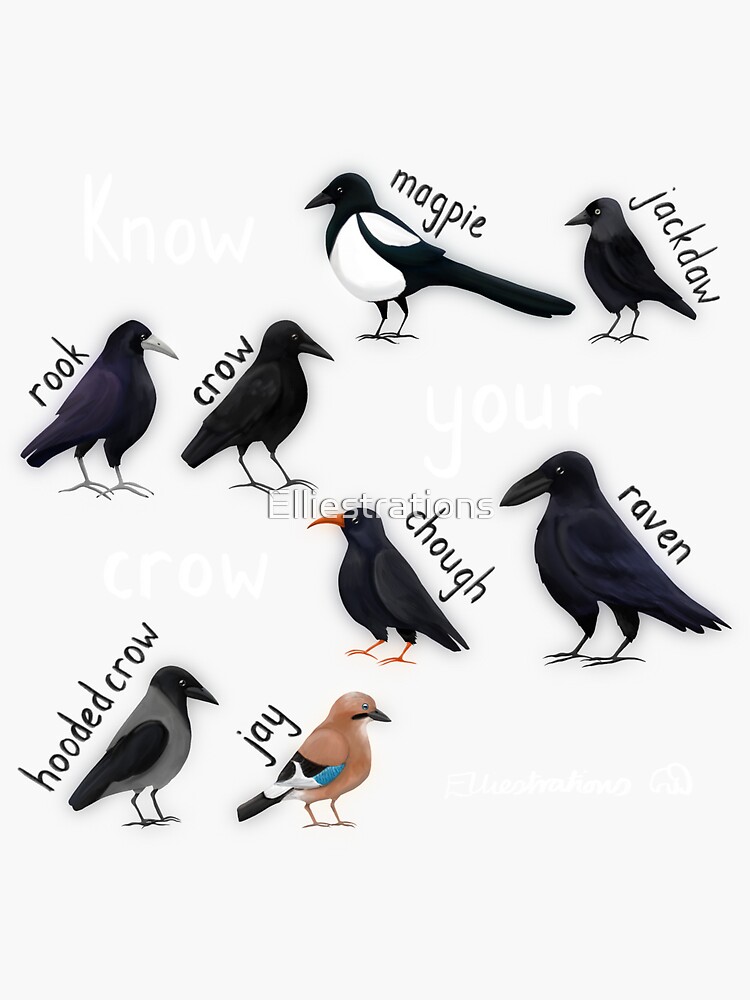 "Know your Crow" Sticker for Sale by Elliestrations | Redbubble