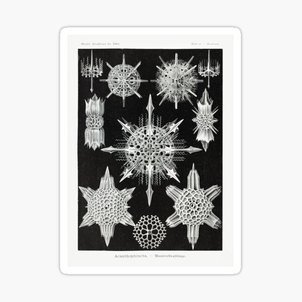 "Acanthophracta Science Biology Public Domain" Sticker by ...