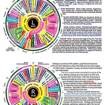 Iridology Left Eye Chart Iridology Chart Canvas Poster Living Room