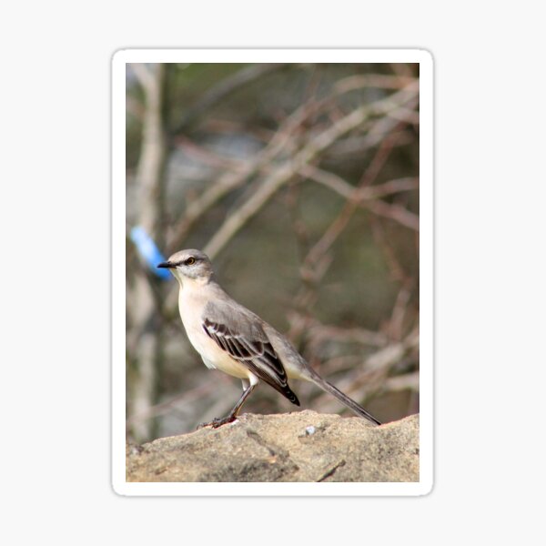 "Atlanta, GA: Northern Mockingbird" Sticker for Sale by ACImaging ...