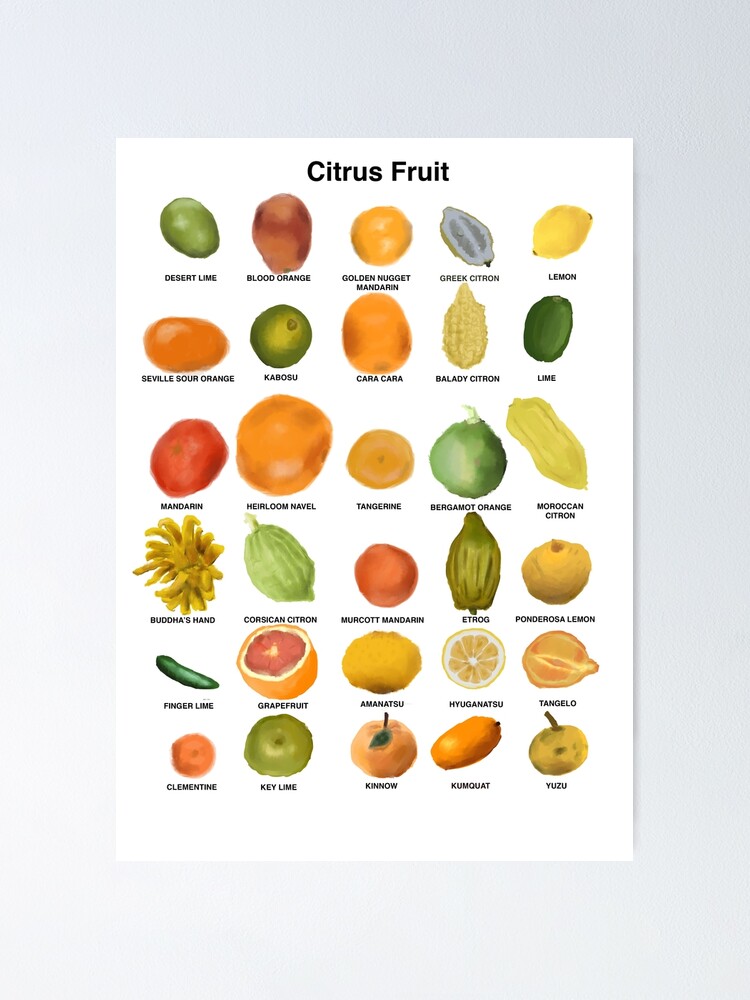 "citrus fruit" Poster for Sale by thehat24 | Redbubble