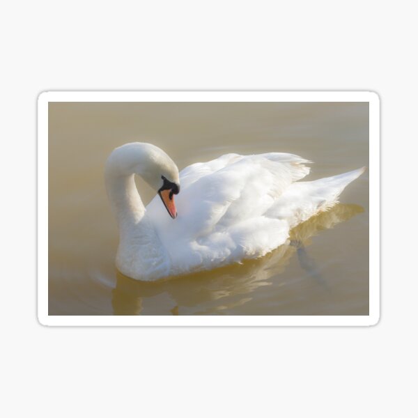 "Swan" Sticker by Tanya24 | Redbubble