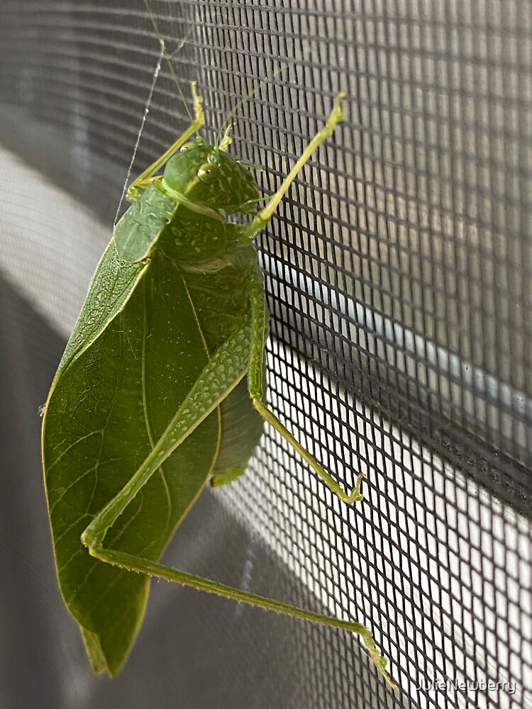 "Katydid" Sticker for Sale by JulieNewberry | Redbubble