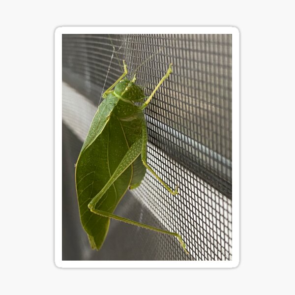 "Katydid" Sticker for Sale by JulieNewberry | Redbubble