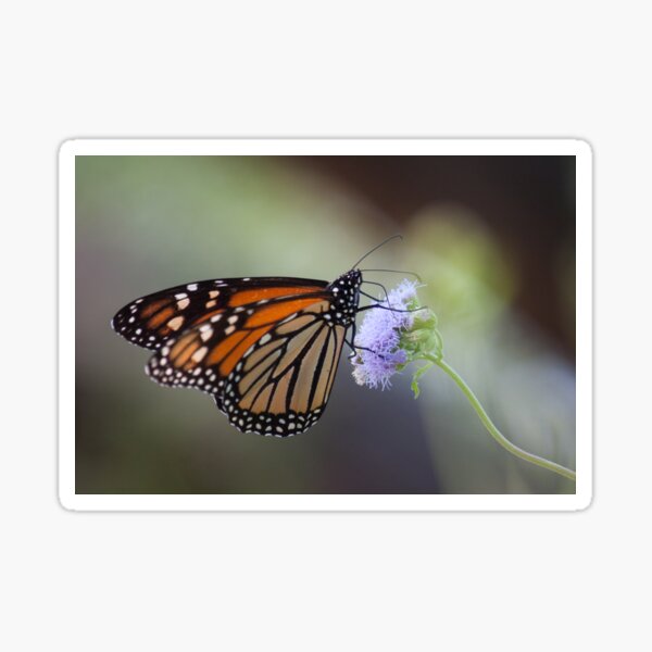 "Migration Series VI" Sticker by Jacquelie | Redbubble