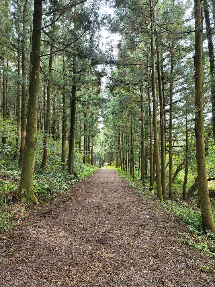 "Samdasoo Forest Road, Jeju Island, Korea." Sticker for Sale by ...