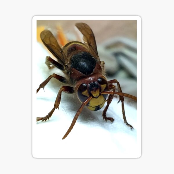 "Wasp" Sticker for Sale by beleja | Redbubble