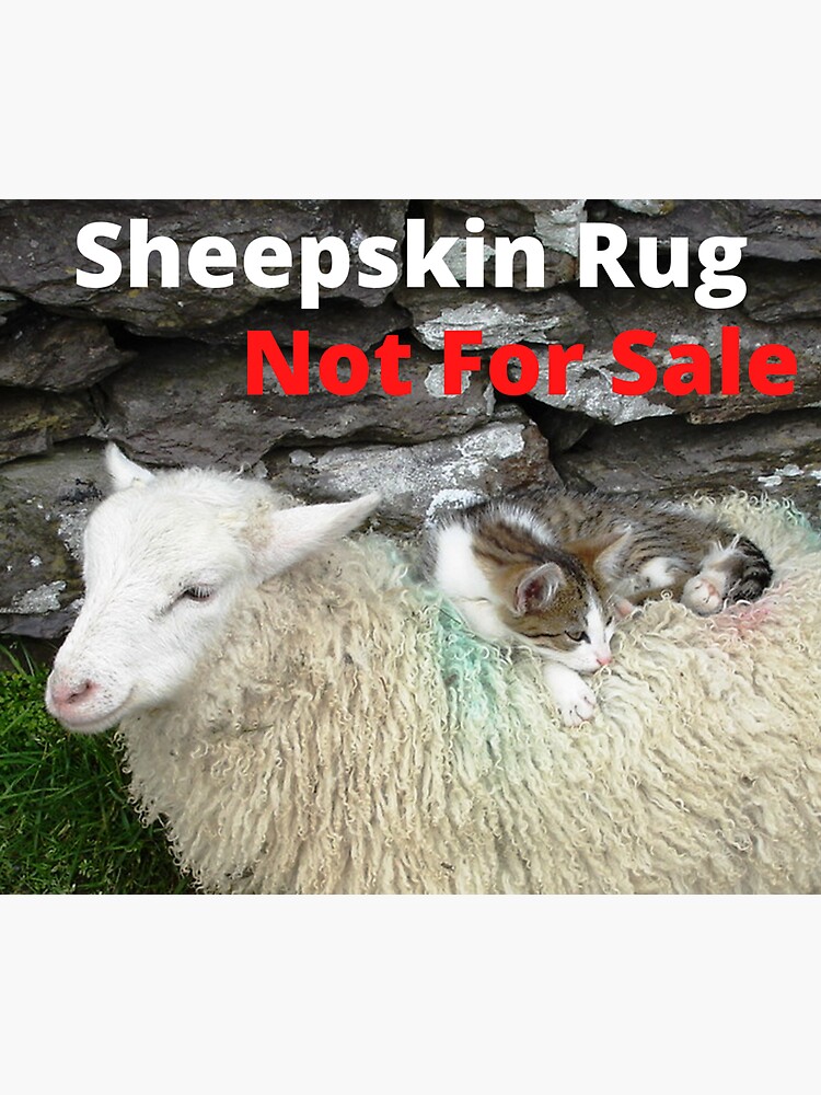 "Cat resting on Sheep's back" Sticker for Sale by Bagsyrose | Redbubble