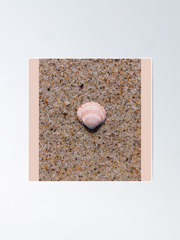 "Beachy Pink Seashell" Poster by SaSaBoutique | Redbubble