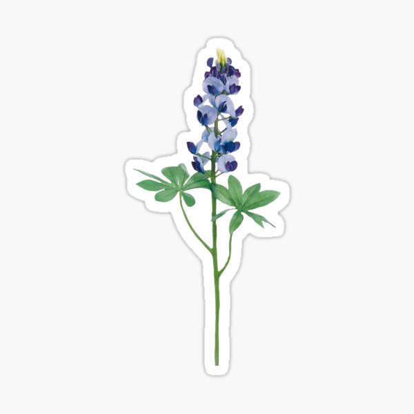 "blue bonnet" Sticker for Sale by madstodd | Redbubble