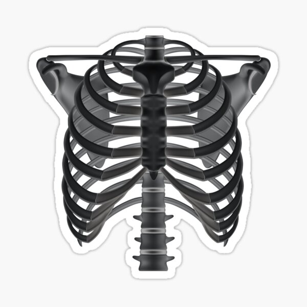 "Human Anatomy: Rib Cage" Sticker for Sale by badrddin95 | Redbubble