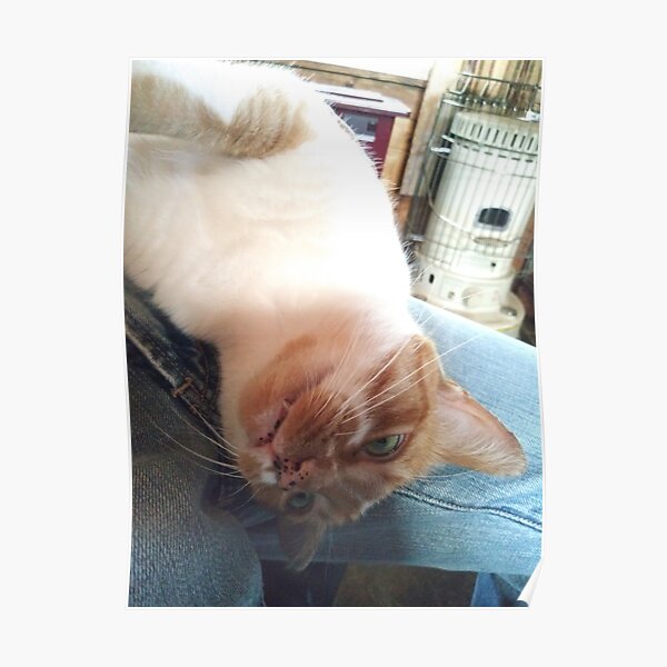 "Star the cat" Poster for Sale by DougSQ | Redbubble