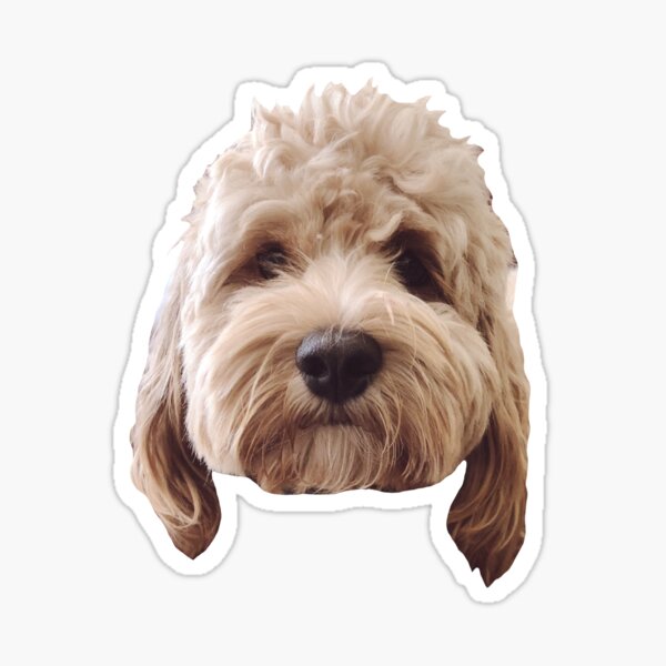 "Cockapoo Dog" Sticker by rebscreations | Redbubble