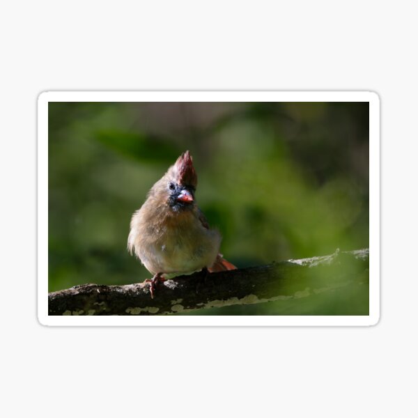 "A female Northern Cardinal" Sticker for Sale by rodmacpherson | Redbubble
