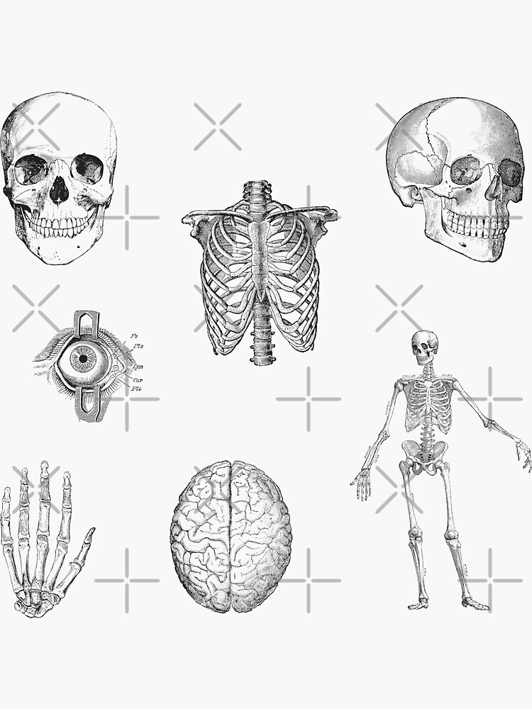 "Vintage Anatomy Sticker Pack " Sticker for Sale by sunprintdesign ...