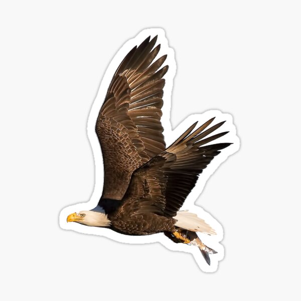 "Bald Eagle flying" Sticker by basfellinger | Redbubble