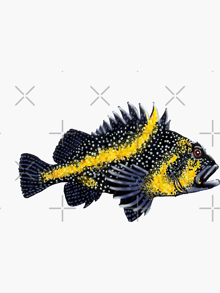 "China Rockfish" Sticker for Sale by Scuba-Div3r | Redbubble