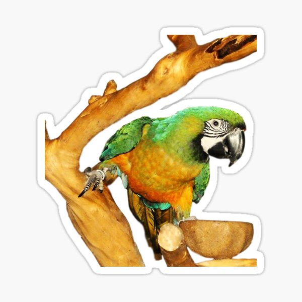 "Macaw" Sticker by tmntphan | Redbubble