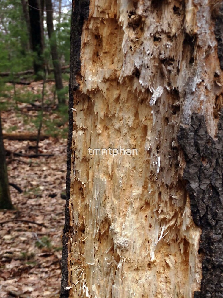 "Scratched Tree" Sticker for Sale by tmntphan | Redbubble