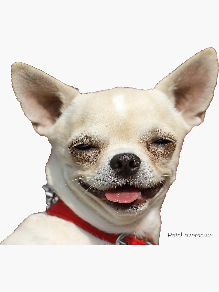 Pegatina «perro meme cara feliz» de PetsLoverscute | Redbubble