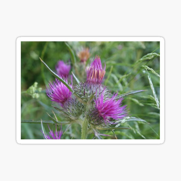 "Notobasis Syrica or Syrian Thistle" Sticker for Sale by taiche | Redbubble