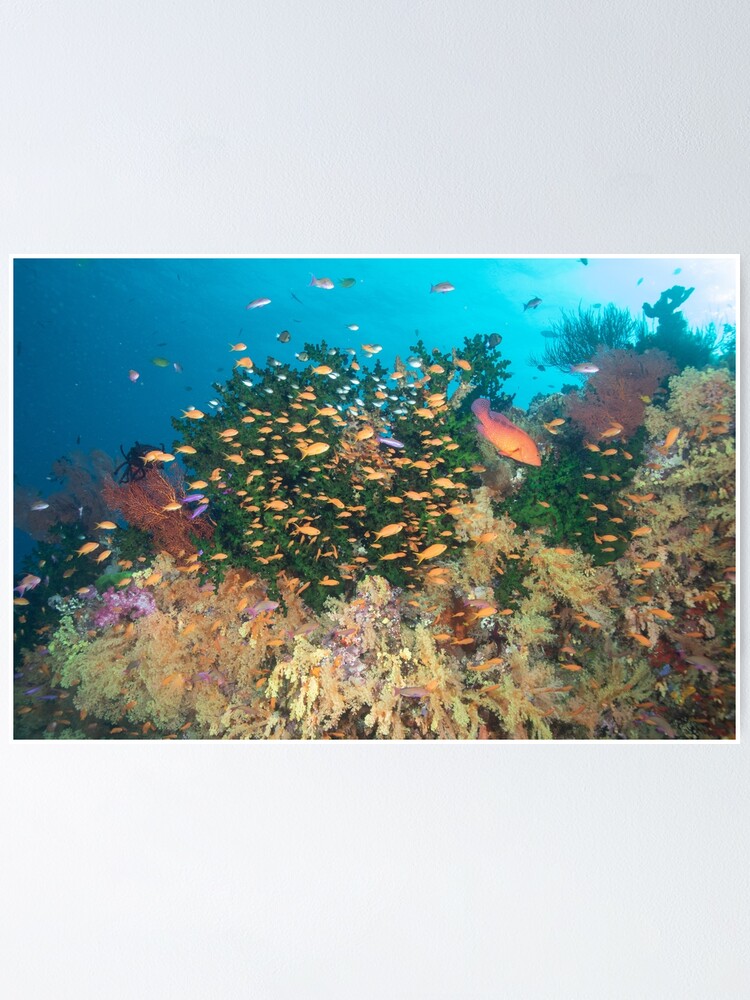 "Yellow Reefscape" Poster for Sale by maractwin | Redbubble
